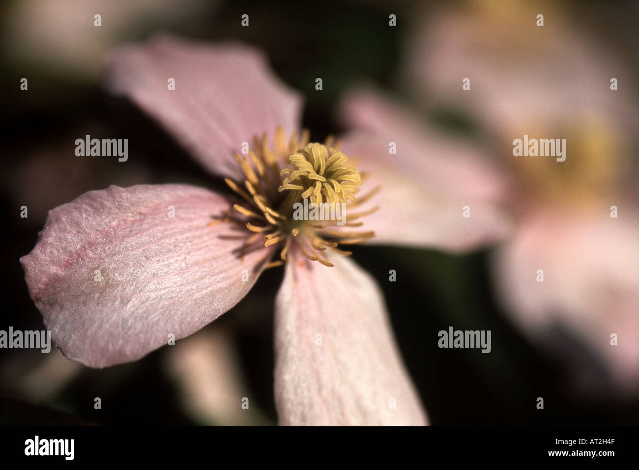 clematis montana flower Stock Photo - Alamy