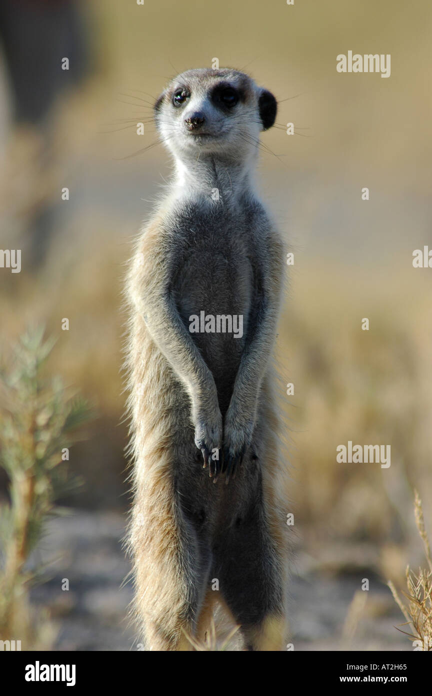 Cute predators hi-res stock photography and images - Alamy