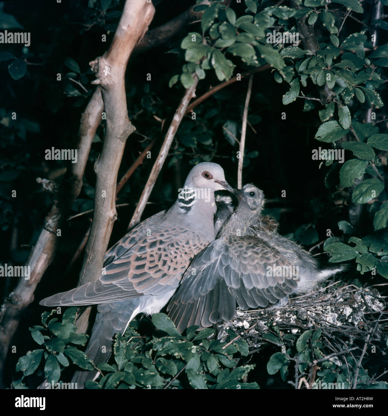 tourterelle des bois Turteltaube Turtle Dove Streptopelia turtur at ...