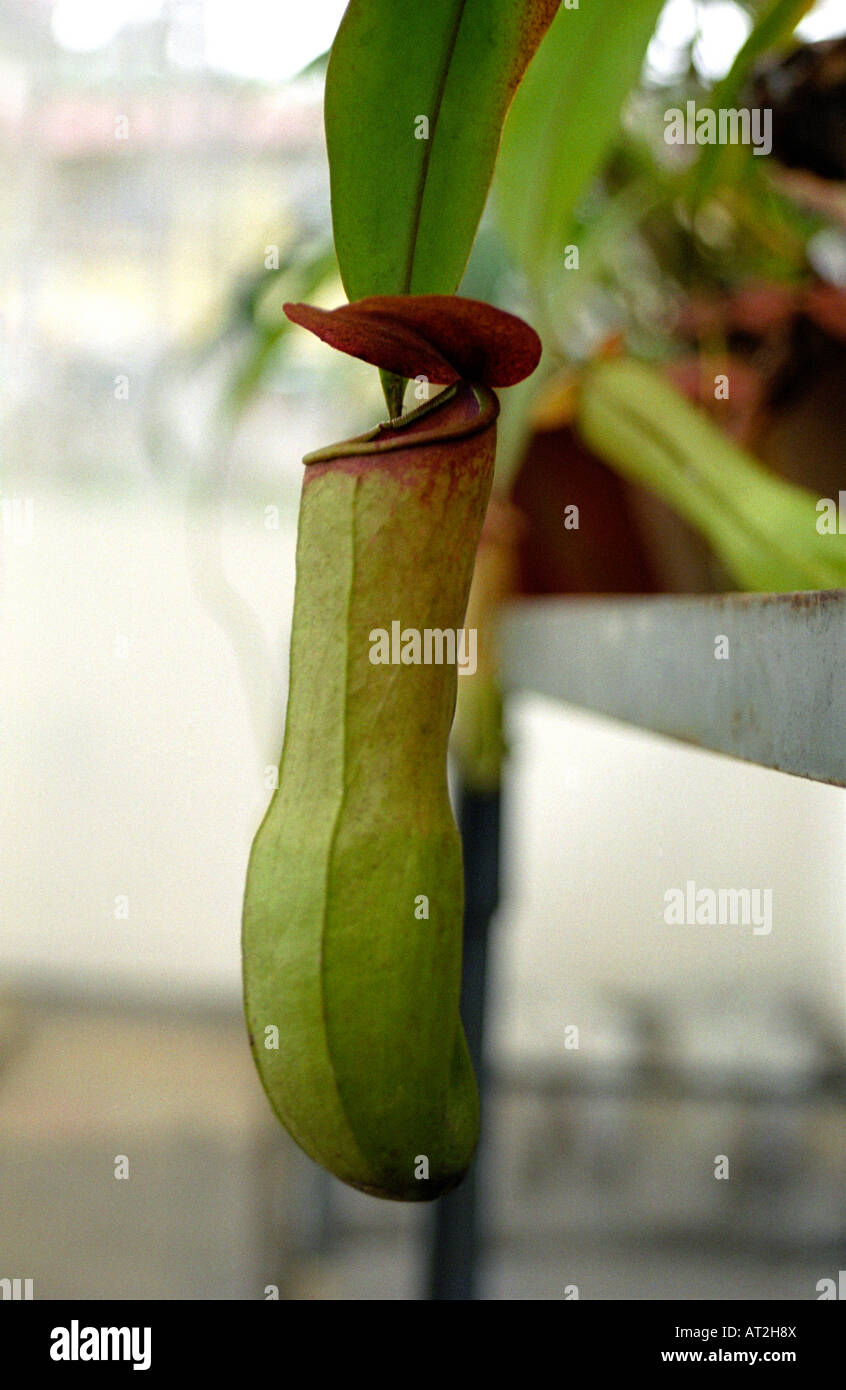 Endangered Species Of Pitcher Plant at Peter Kimmons blog