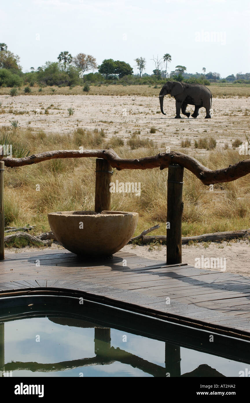 Swimming Pool and elephant at Tubu tree safari nature reserve Okavango ...