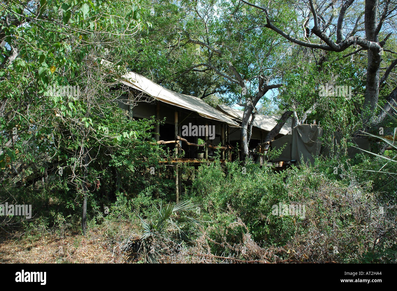 Tubu tree safari nature reserve Okavango Delta Botswana southern Africa ...