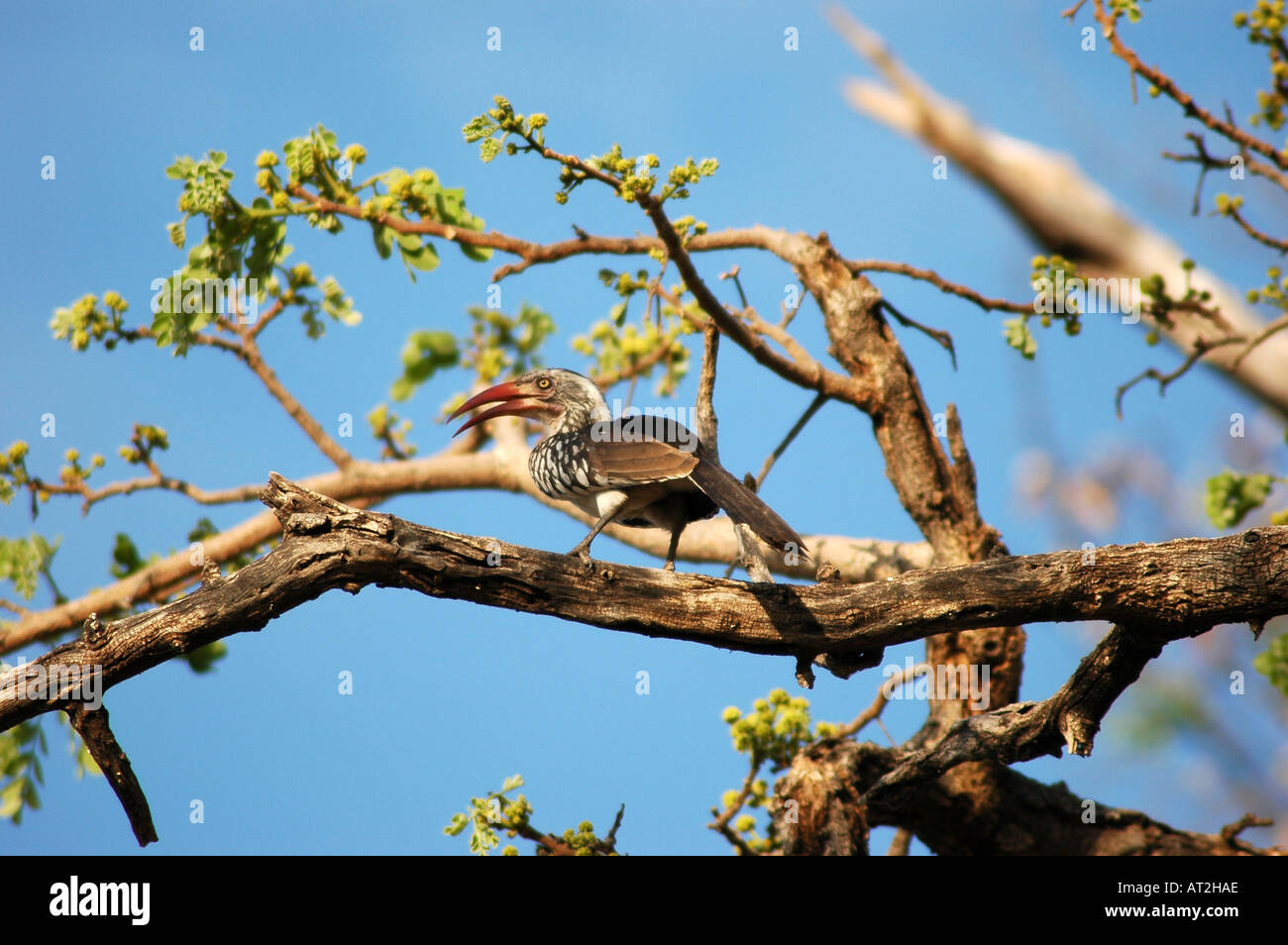 Hornbill in tree at Tubu Tree safari nature reserve Okavango Delta ...