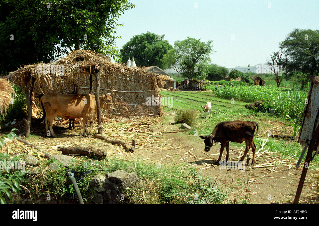 Rural Village view Cattle Shed in Farm Junnar, Maharashtra, India Stock Photo - Alamy