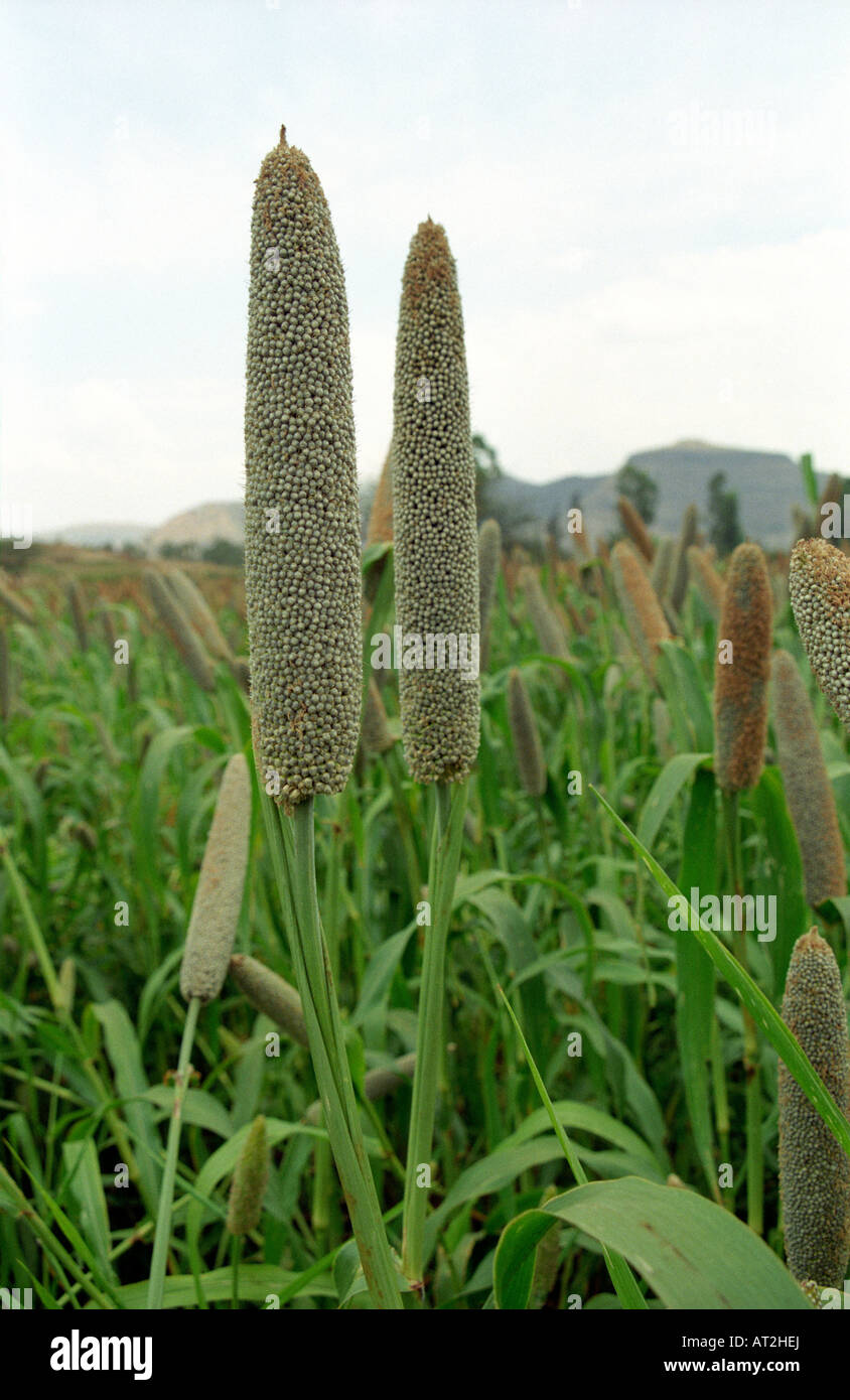 Bajra Plant