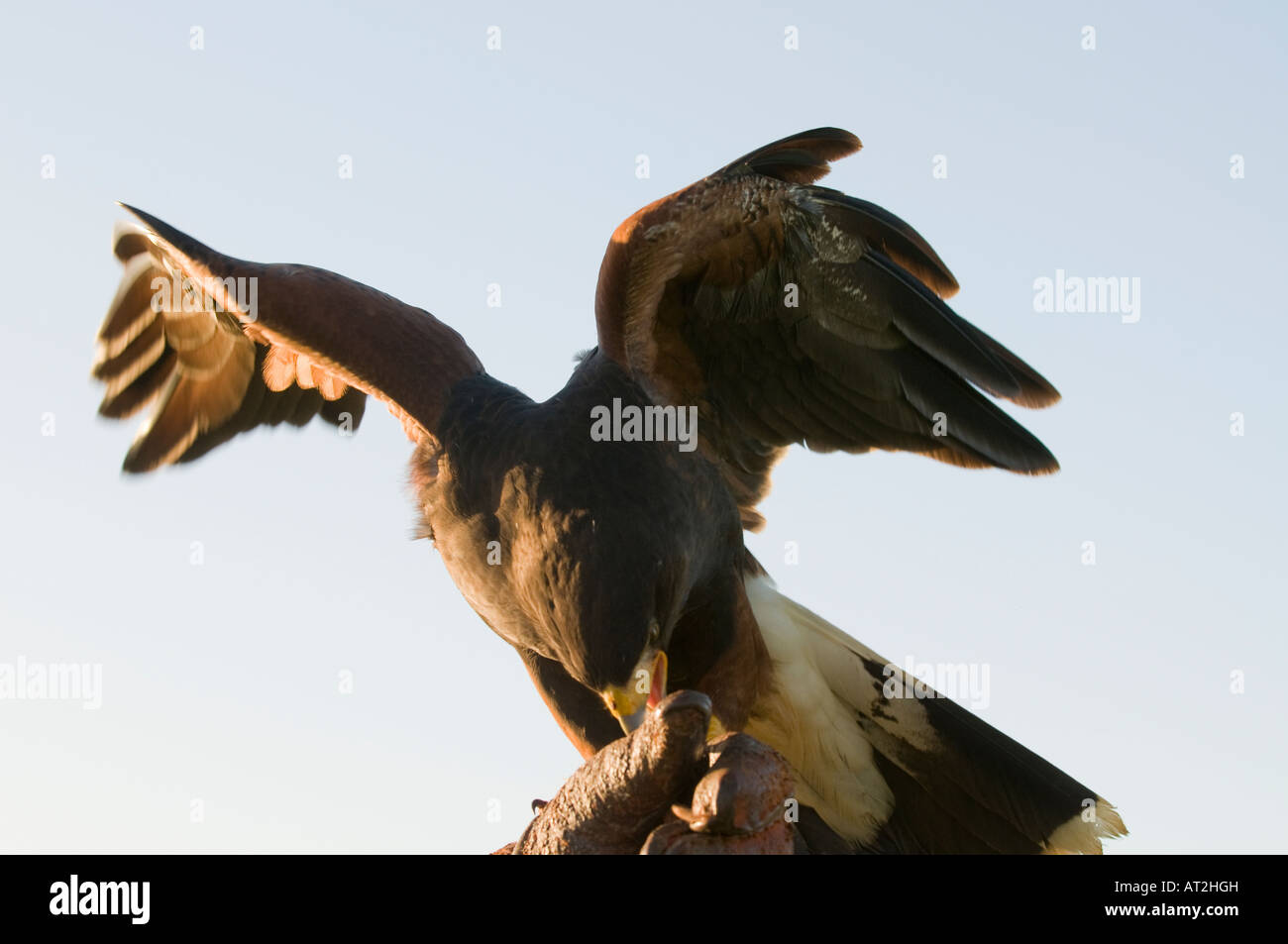 Falconry gauntlet glove hi-res stock photography and images - Alamy