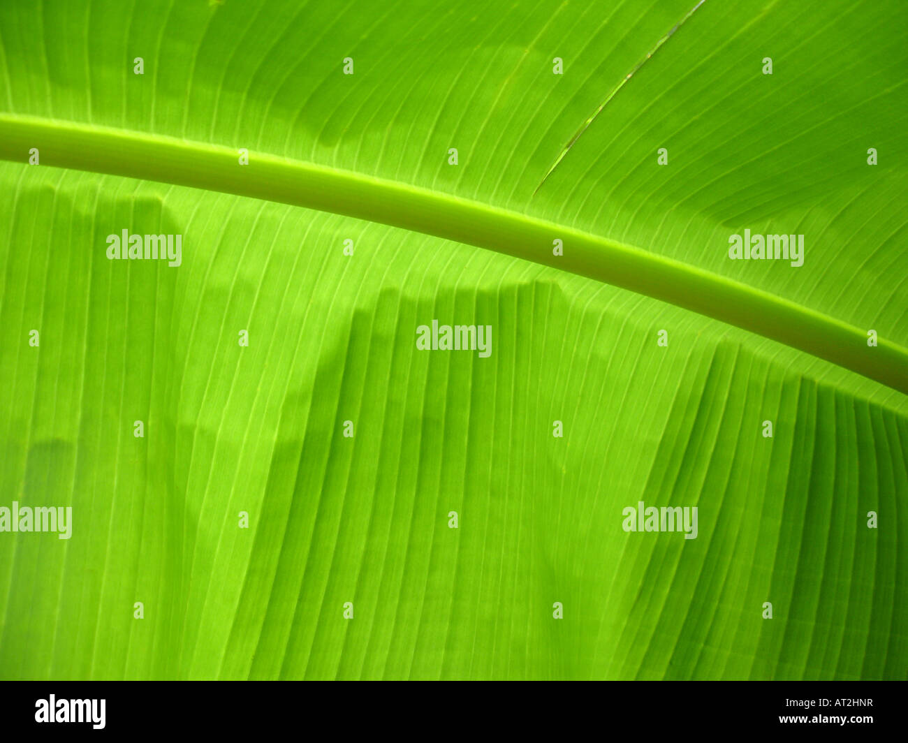 Detailed plant hi-res stock photography and images - Alamy