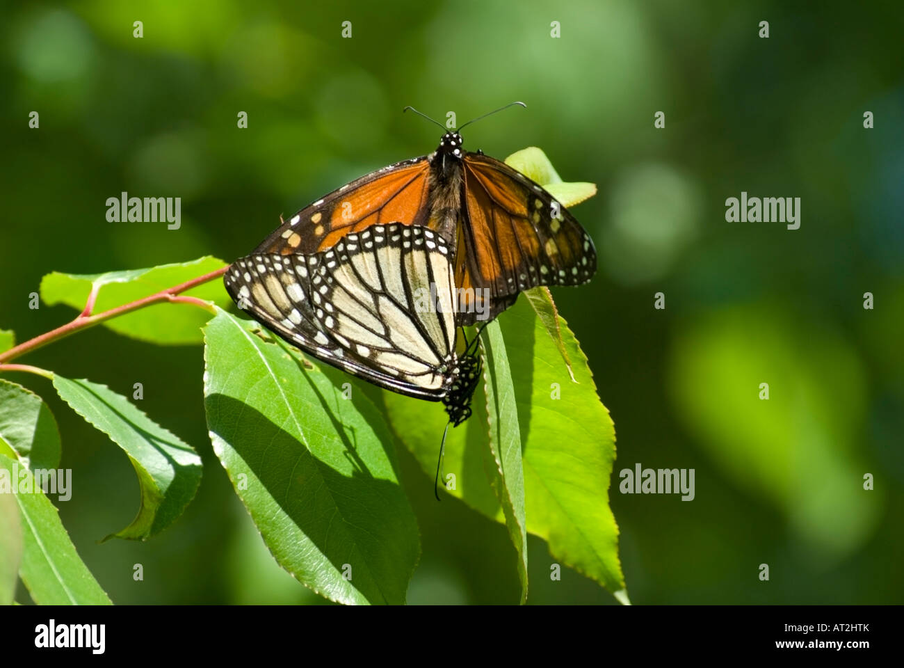 Male and female monarch butterfly hi-res stock photography and images ...