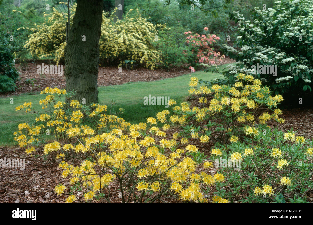 Yellow azaleas growing below tree in spring shrub border in large ...