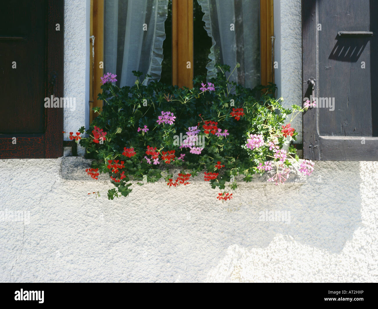 Close up of pink and red geraniums in window-box Stock Photo - Alamy
