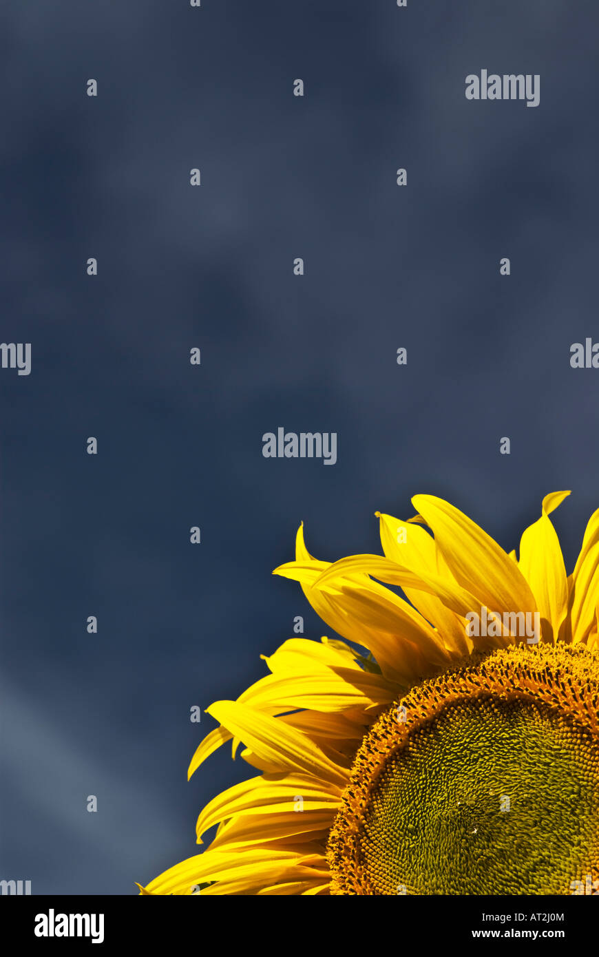 Yellow sunflower petals contrast with the dark blue sky behind them ...