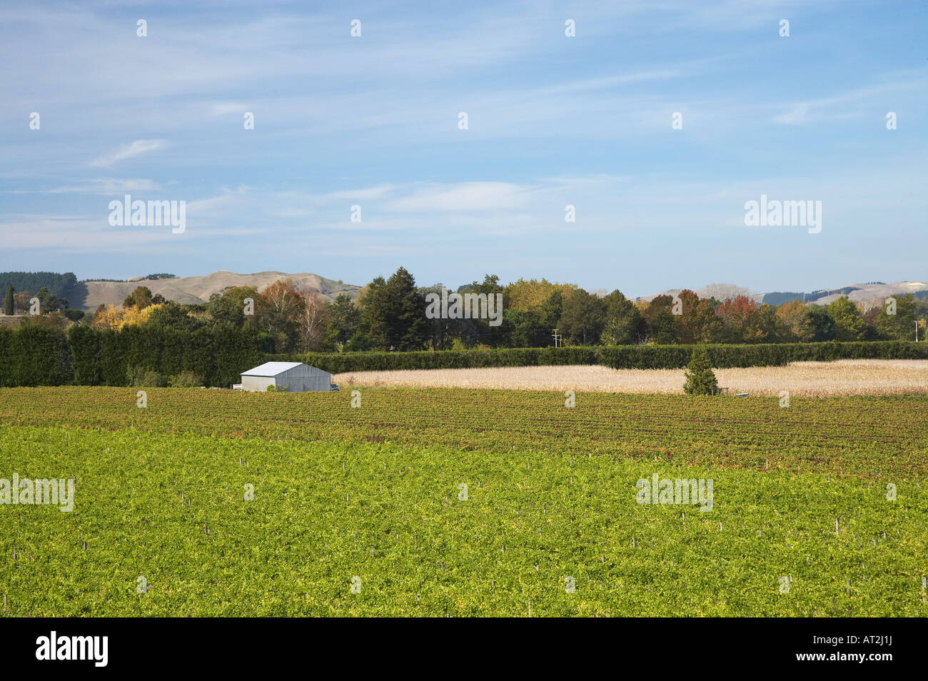 Vineyard Tutaekuri River Valley Hawkes Bay North Island New Zealand ...