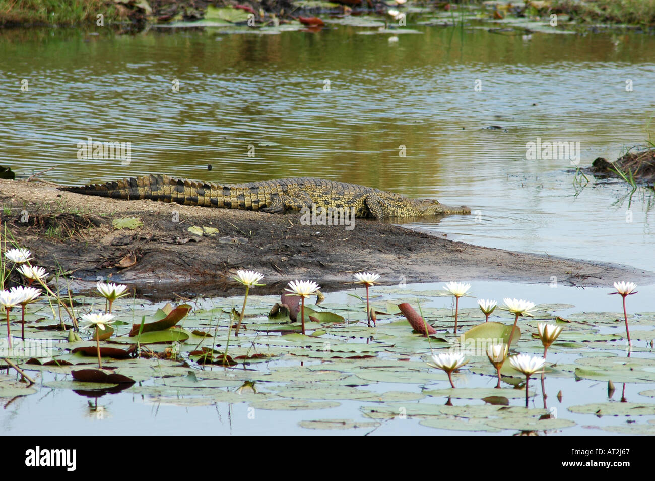 Nile Crocodile Crocodylus niloticus on edge of river at Tubu tree ...