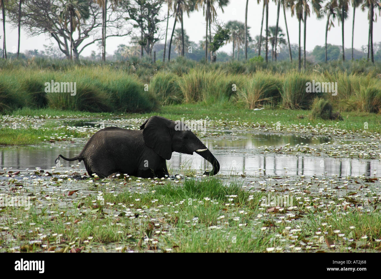 African Elephant crossing river at Tubu tree safari camp in Okavango ...