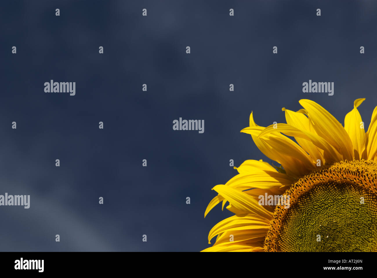 Yellow sunflower petals contrast with the dark blue sky behind them ...