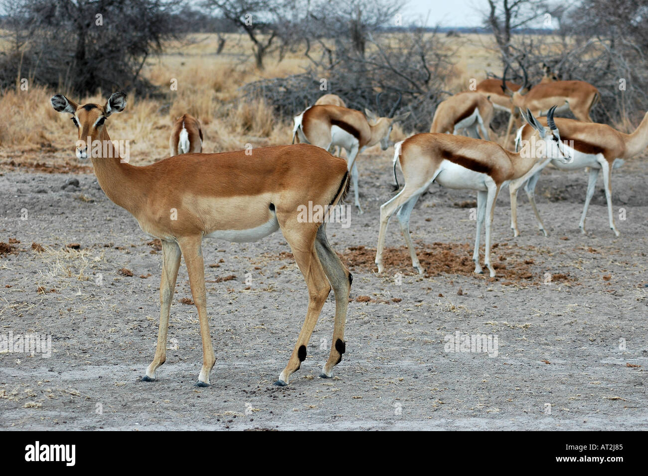 The springbok and the impala hi-res stock photography and images - Alamy