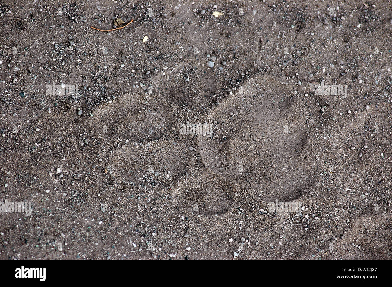 Lion footprint hi-res stock photography and images - Alamy