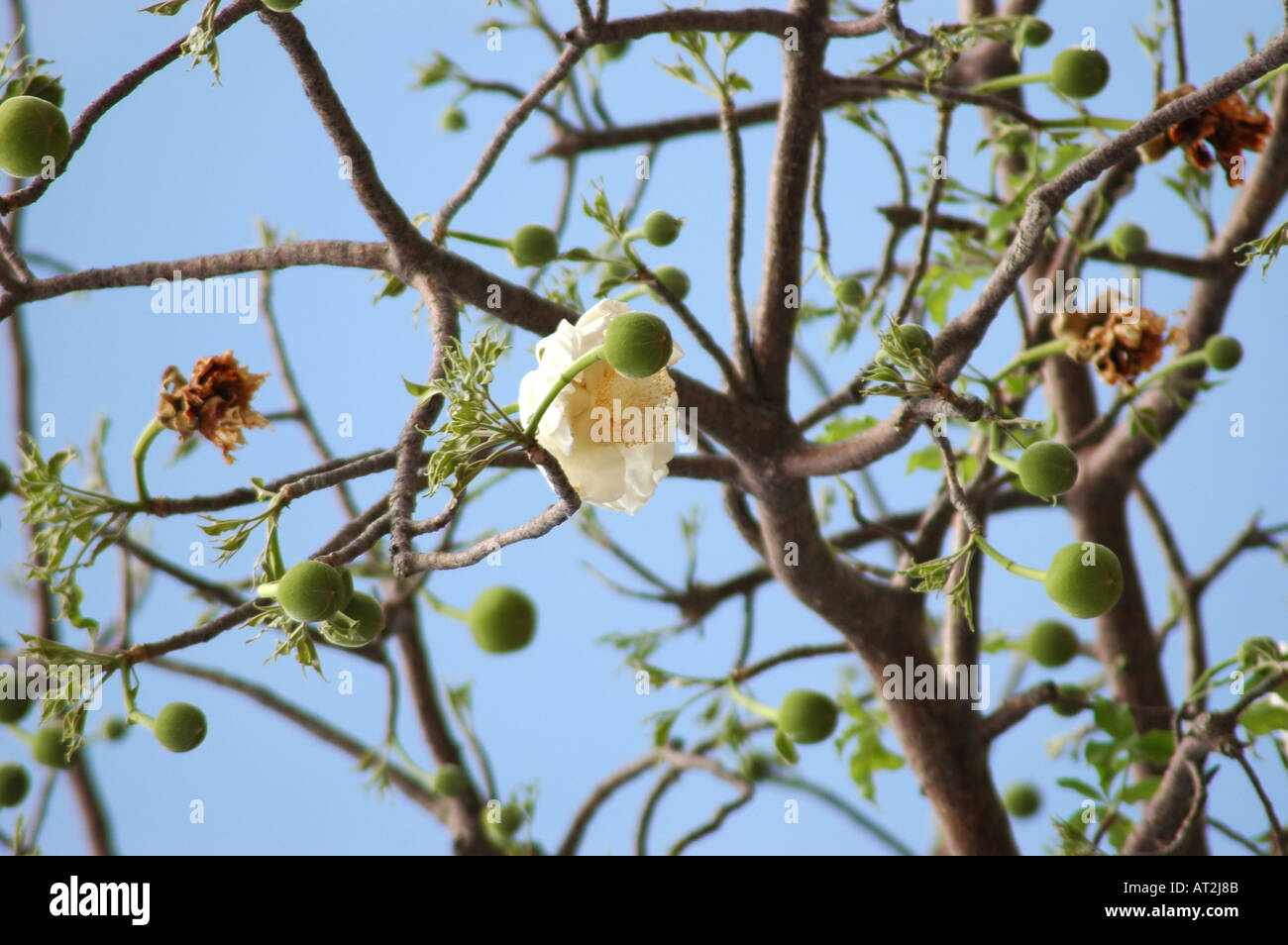 Flowers and fruits of Baobab Tree in Nxai Pan National Park in the ...