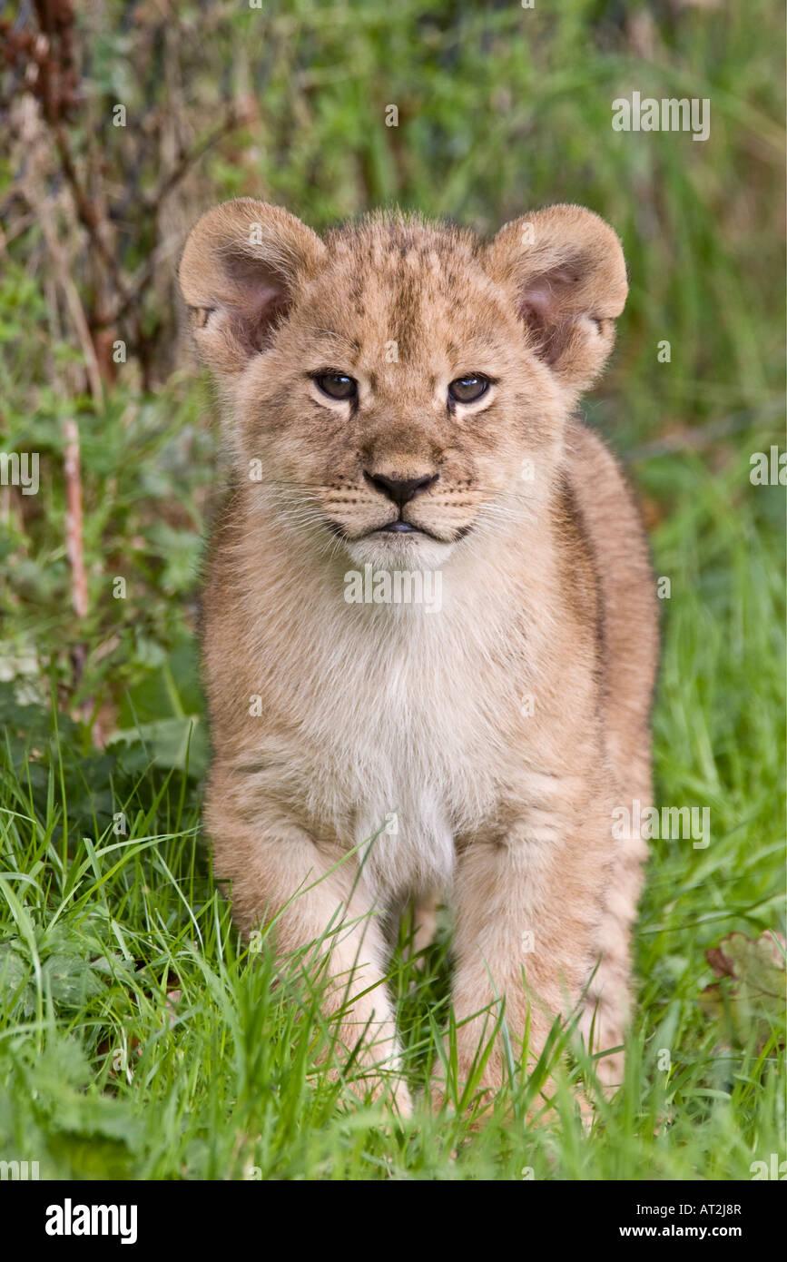 Lion cub Panthera leo Stock Photo - Alamy
