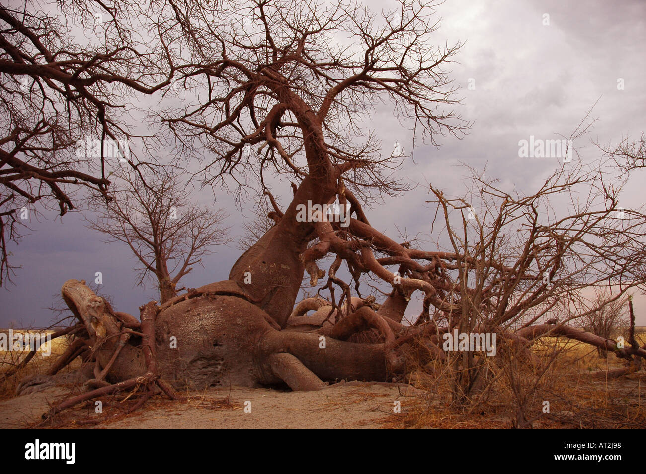 Baobab trees kalahari hi-res stock photography and images - Alamy