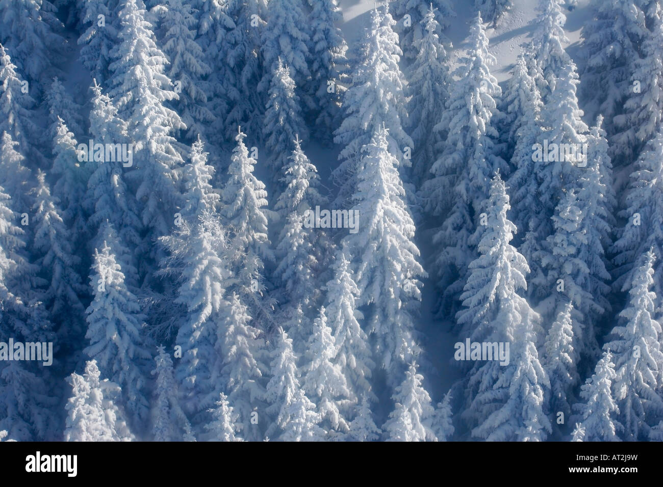 Alaska pine trees snow hi-res stock photography and images - Alamy