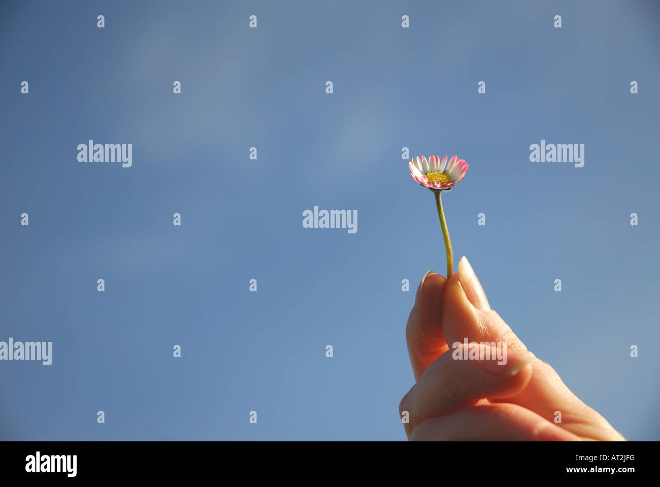 Hand holding daisy against sky Stock Photo - Alamy