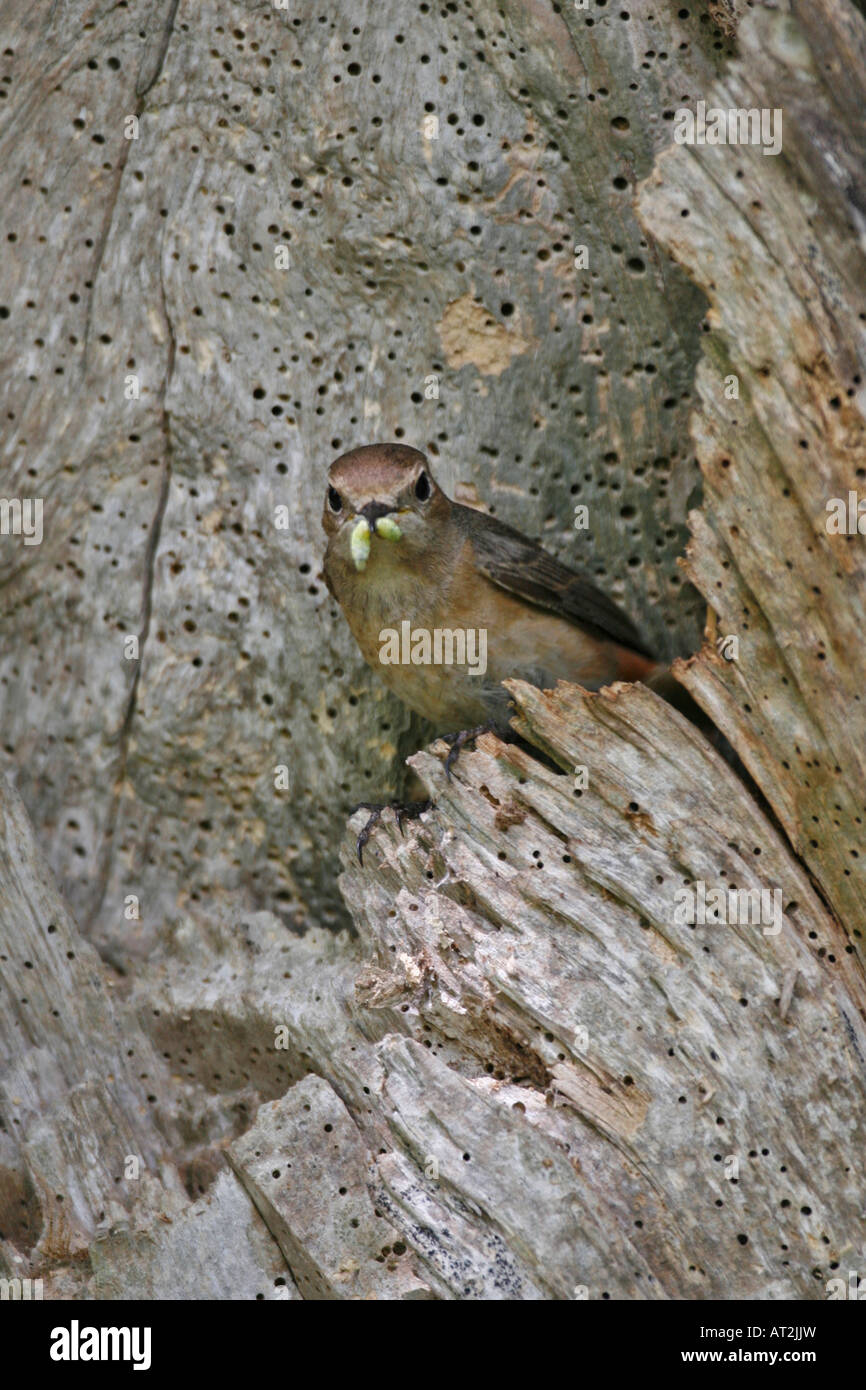 REDSTART PHOENICURUS PHOENICURUS FEMALE AT NEST ENTRANCE WITH ...