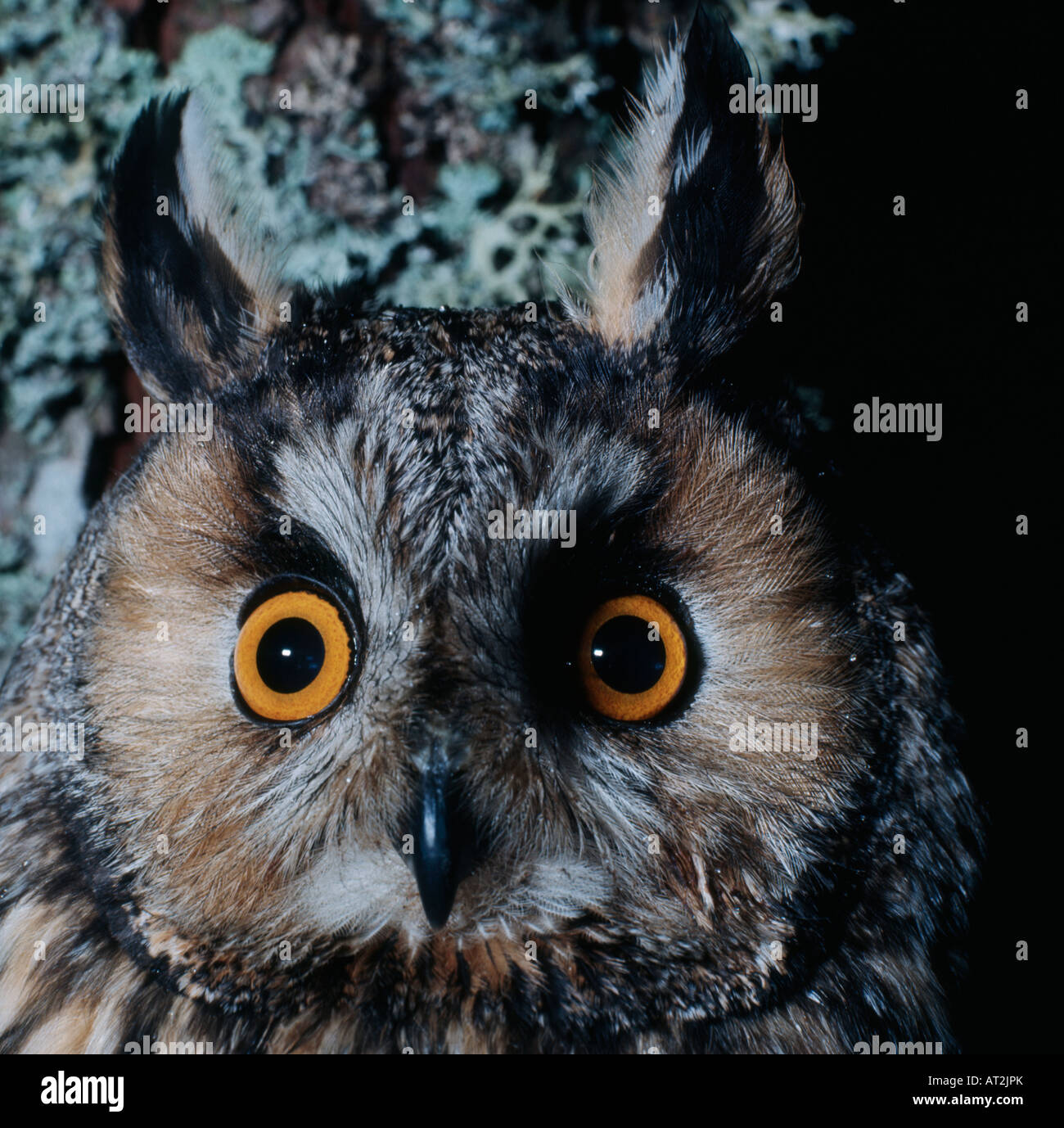 hibou moyen duc Long eared Owl Asio otus portrait aigrette morphology ...