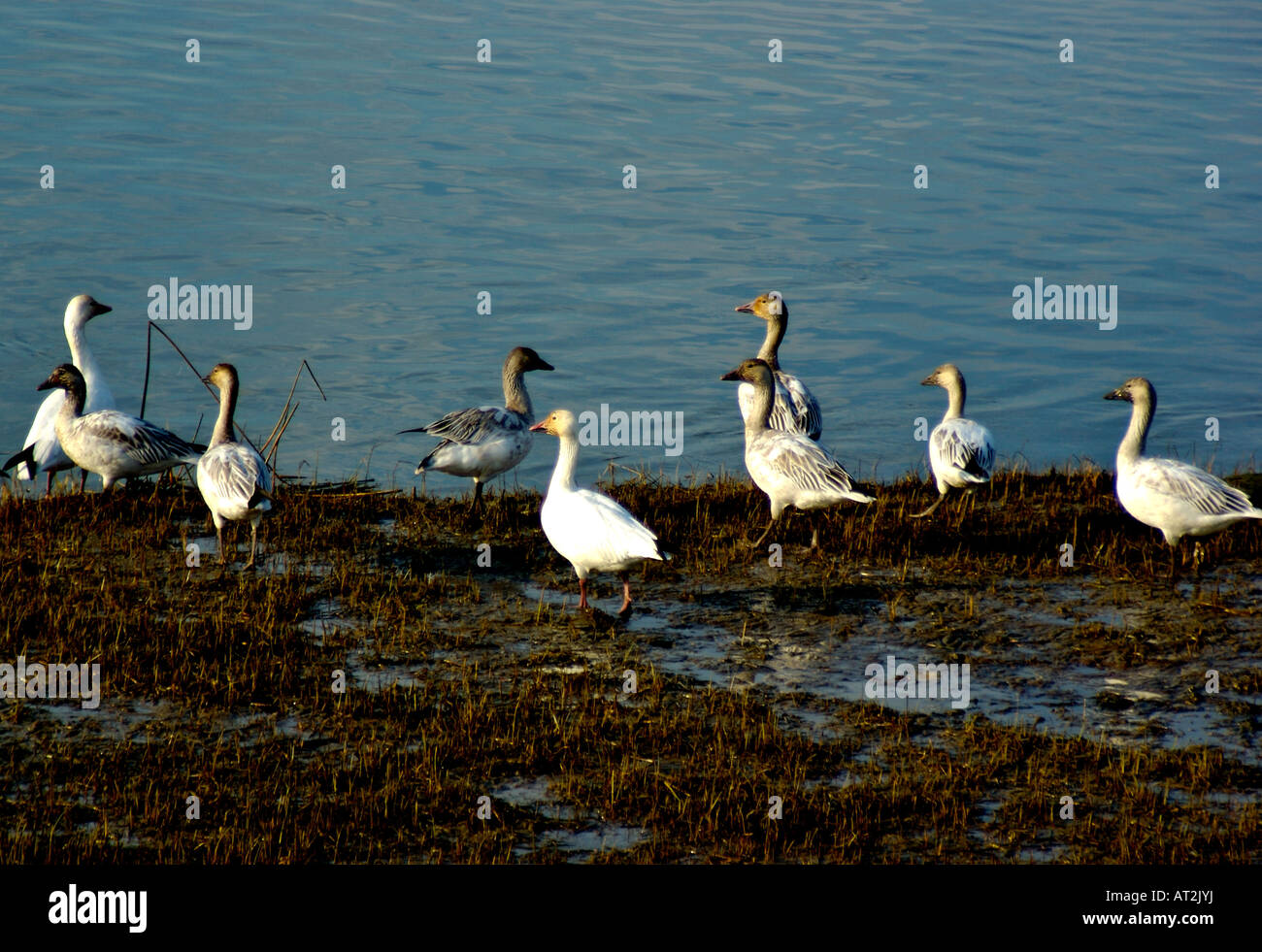 Snow geese at edge of slough Stock Photo - Alamy