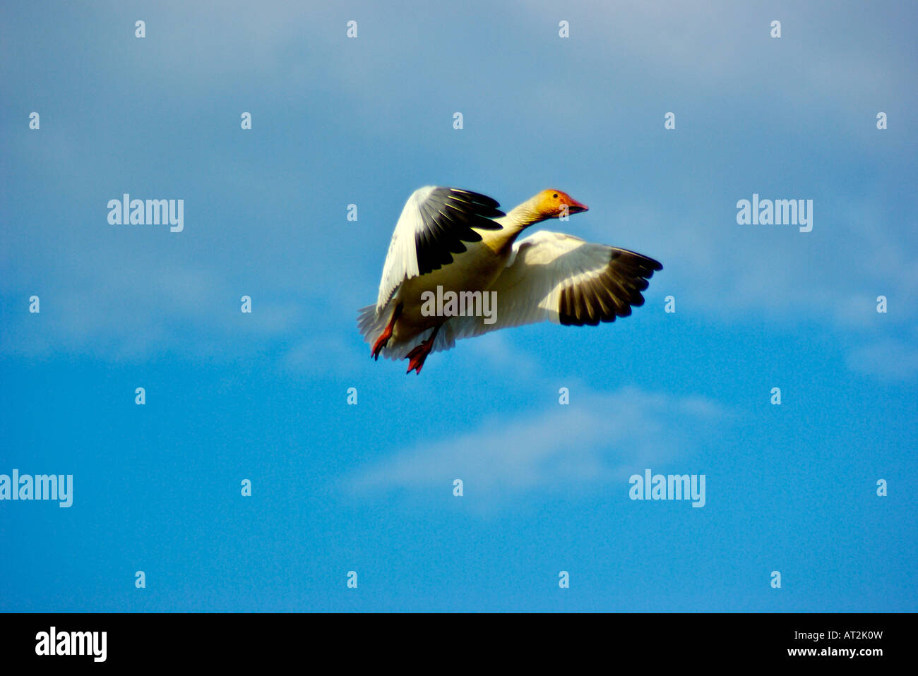 Snow goose in flight with cupped wings for landing Stock Photo - Alamy