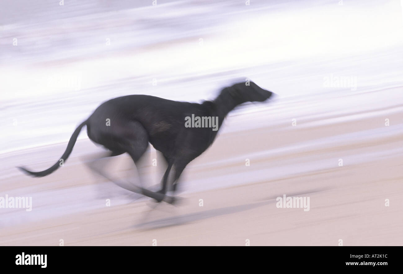 Black Greyhound Dog Running on Beach Stock Photo - Alamy