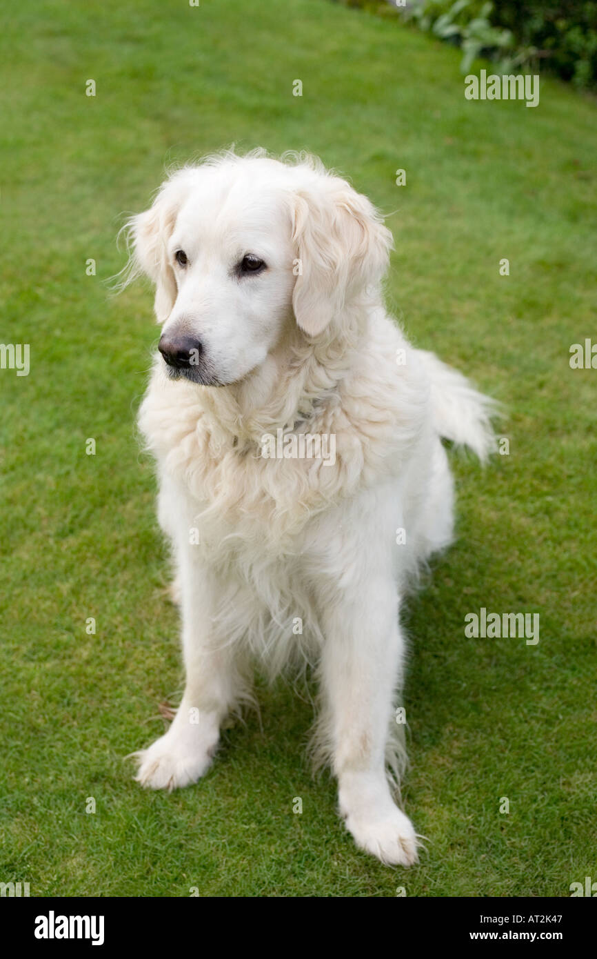 Golden coloured dog hi-res stock photography and images - Alamy