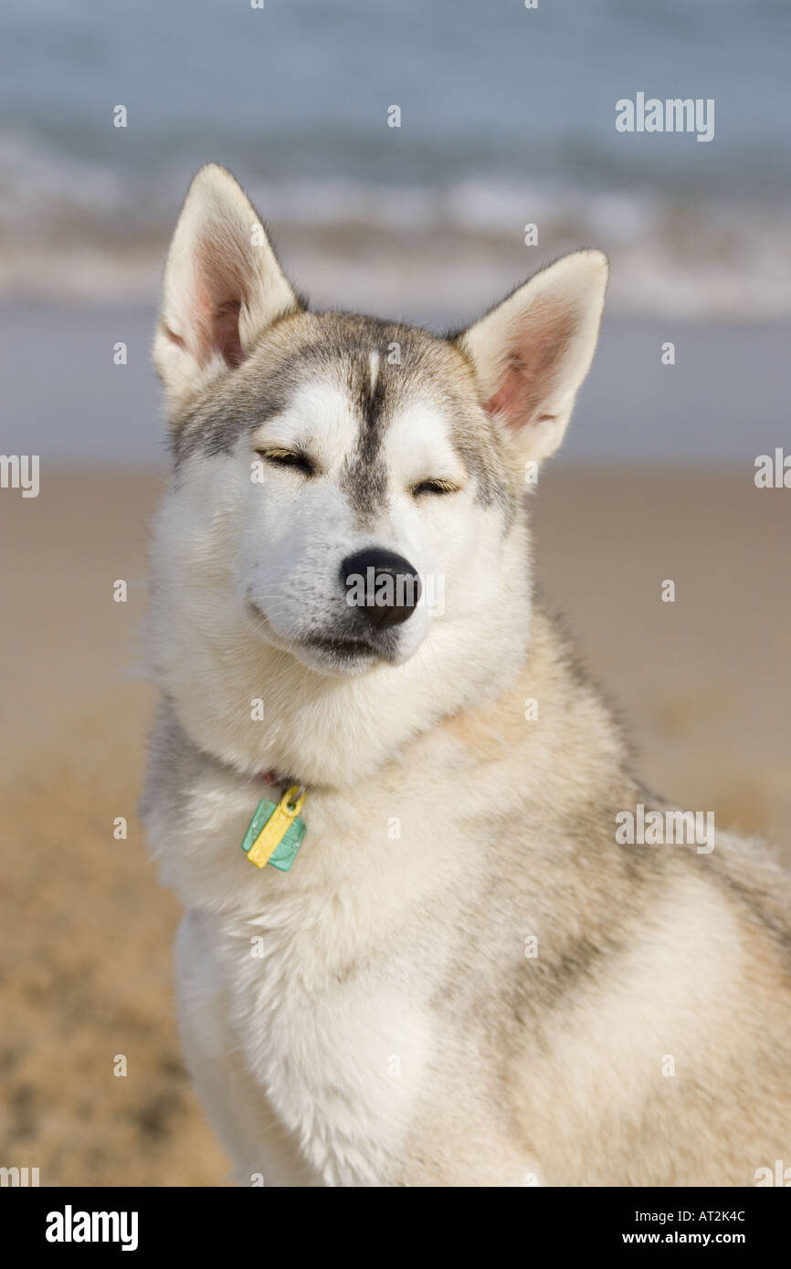 "Siberian Husky" Dog on Beach UK Norfolk Stock Photo - Alamy
