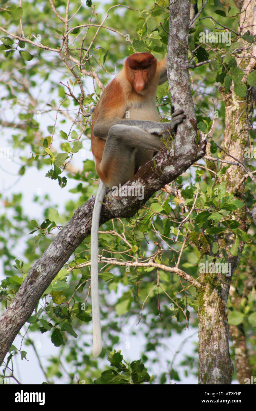 Endangered Proboscis monkey in the mangroves of Telok Assam in Bako ...