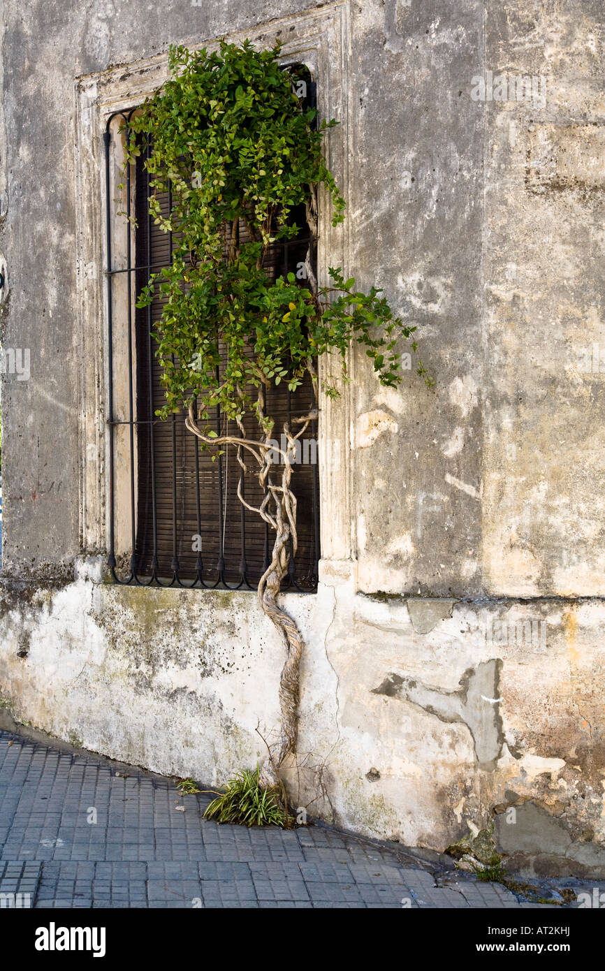 a tree grows off the floor Stock Photo - Alamy