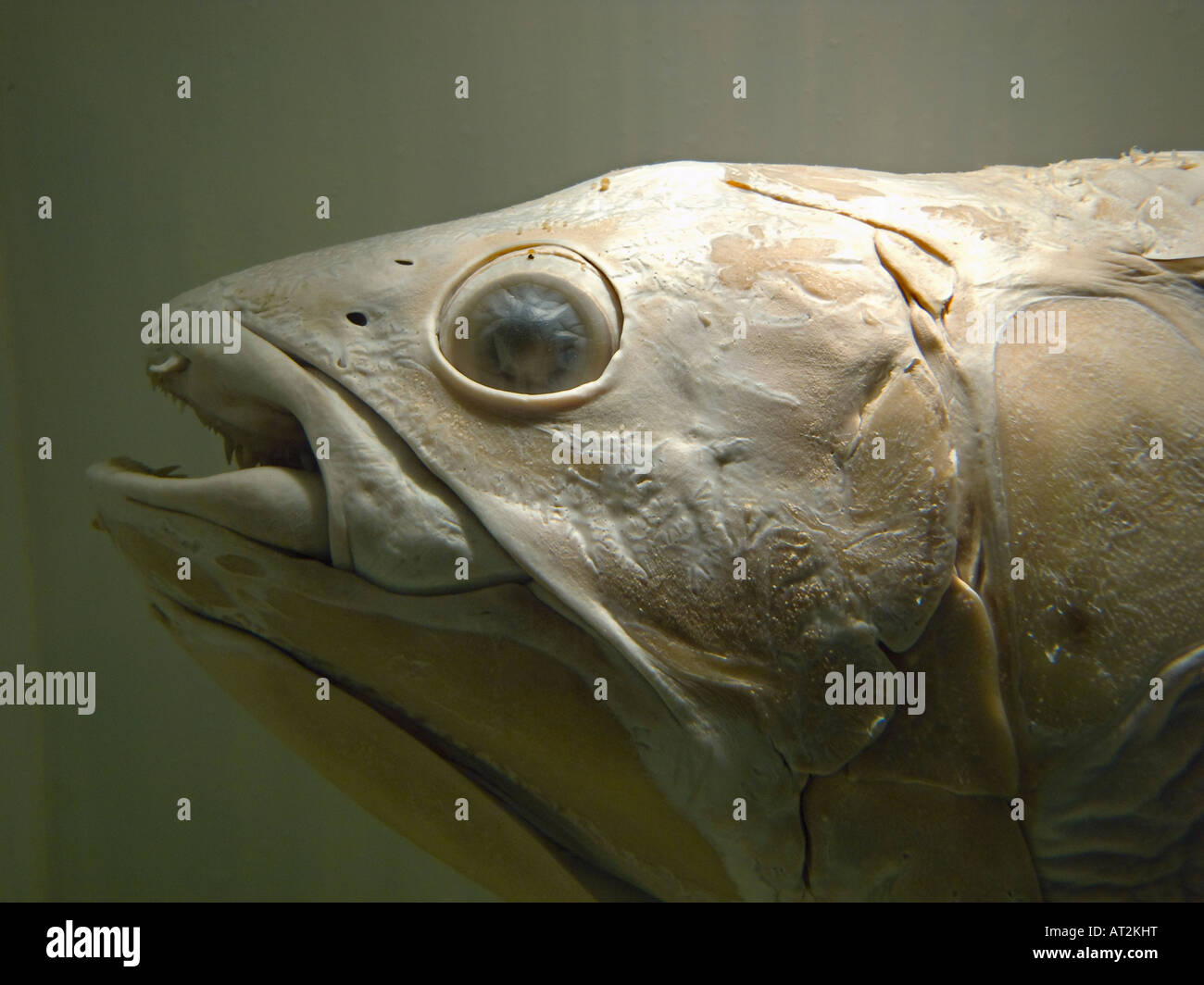 Coelacanth prehistoric fish hi-res stock photography and images - Alamy