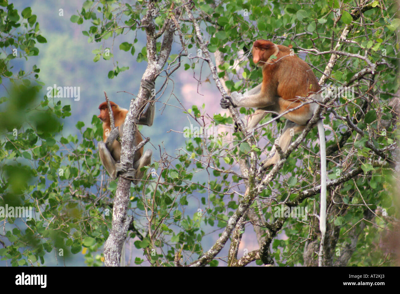Endangered Proboscis monkeys in the mangroves of Telok Assam in Bako ...