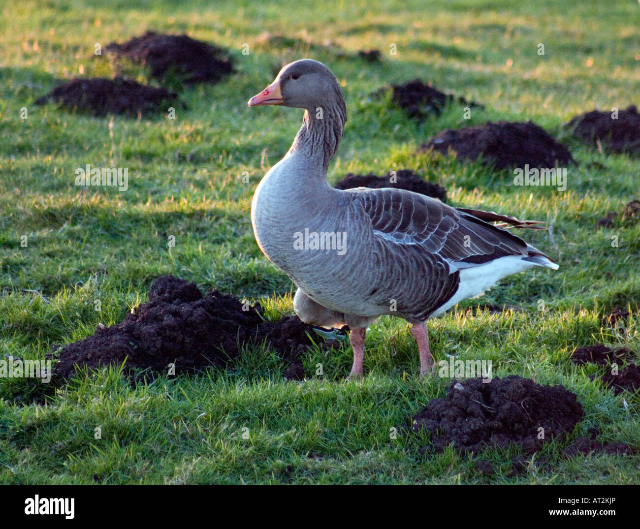 Goosey hi-res stock photography and images - Alamy
