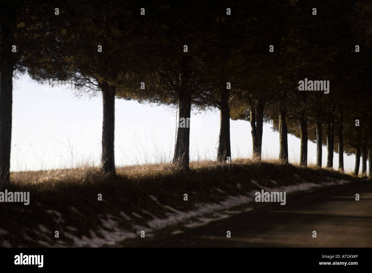 continuous evergreen tree line along rural country road in Pennsylvania ...