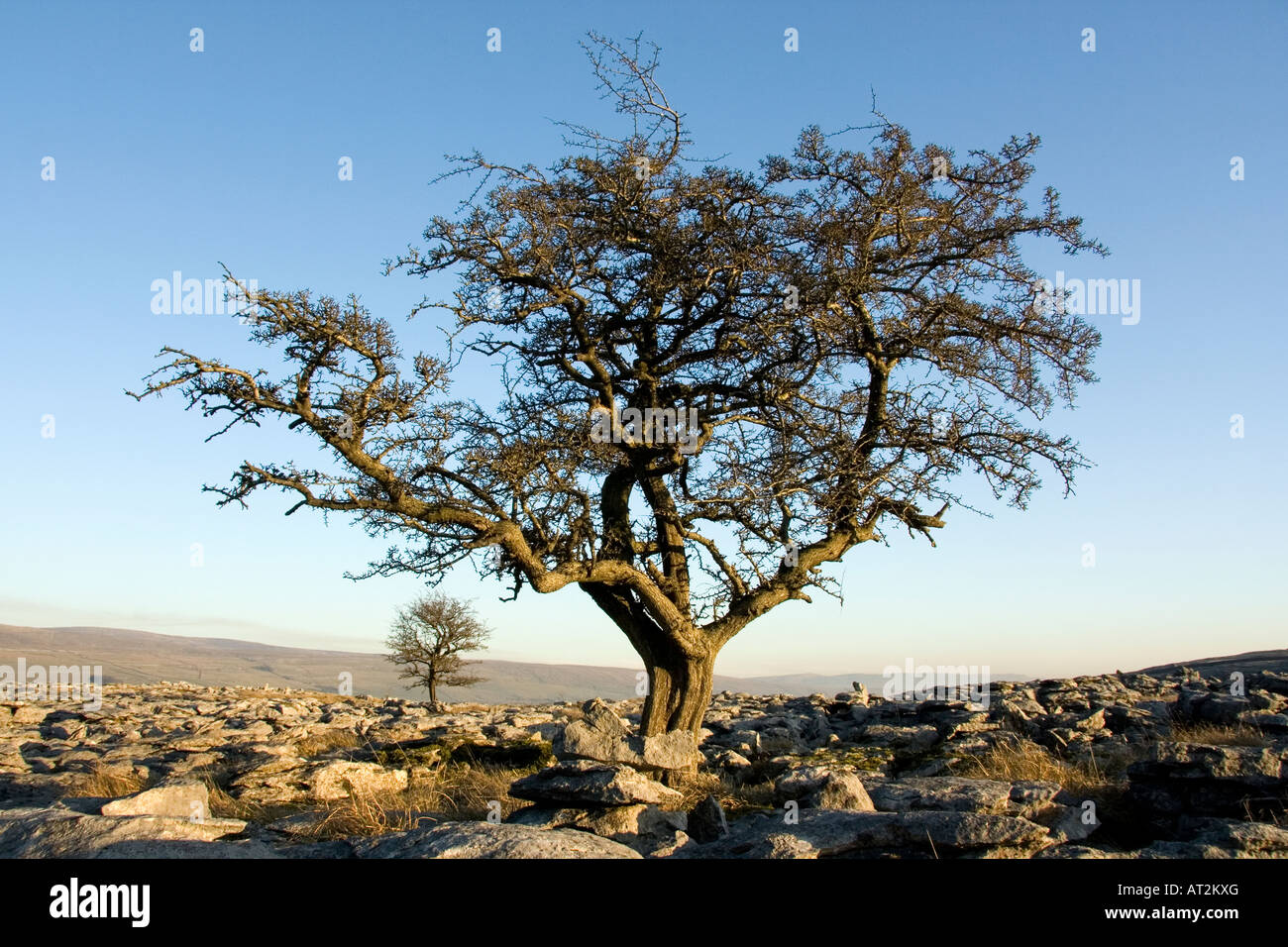 Trees growing on limestone pavement above Horton-in-Ribblesdale in the ...