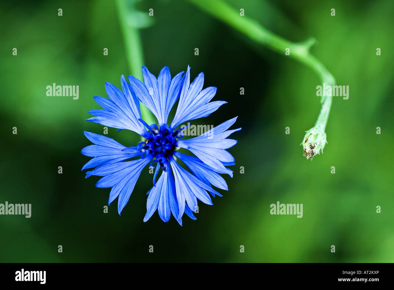 Blue flowers of summer flowering garden plant Cornflower Botanical name ...
