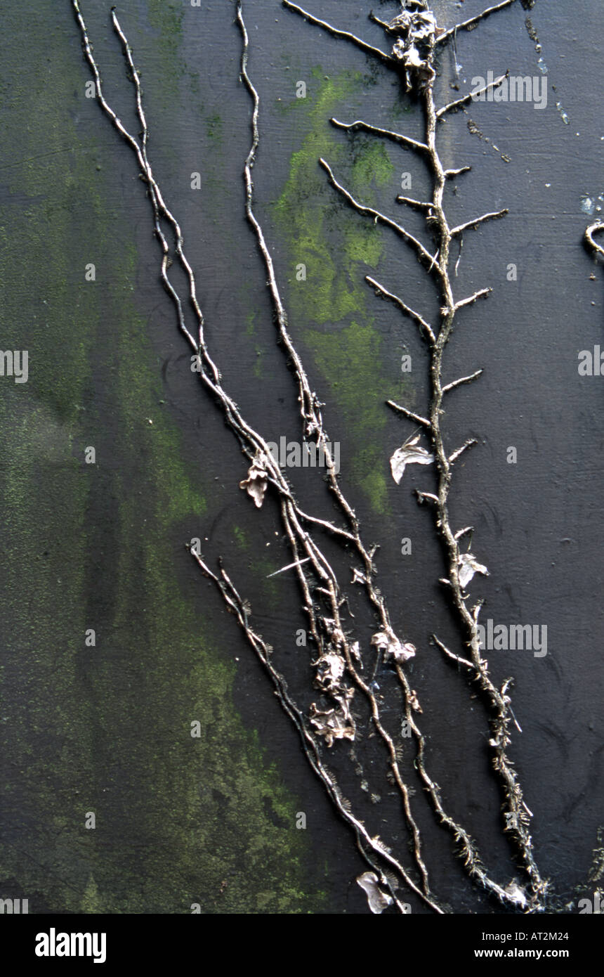 Dead ivy on metal wall Stock Photo - Alamy