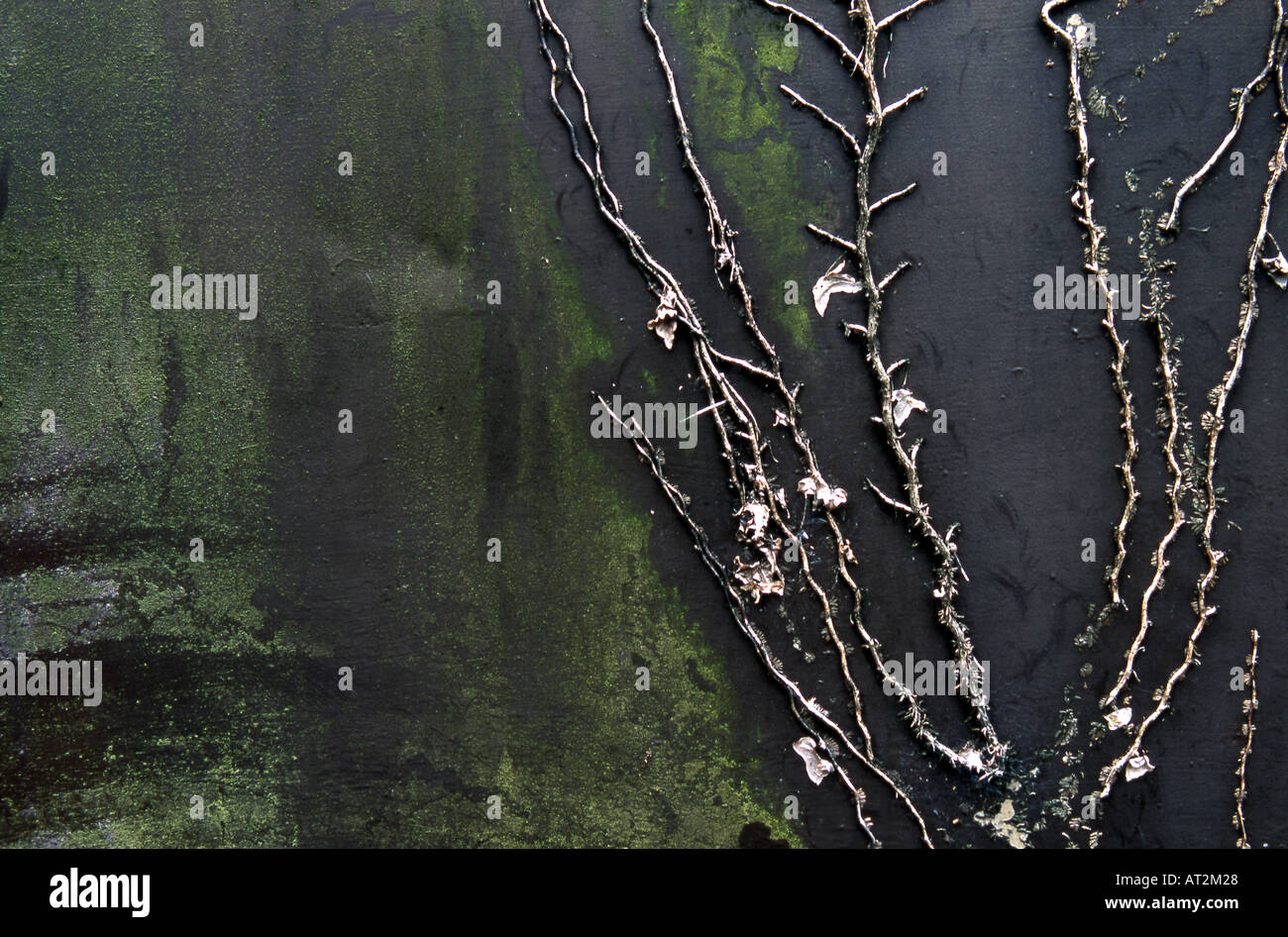 Dead ivy on wall hi-res stock photography and images - Alamy