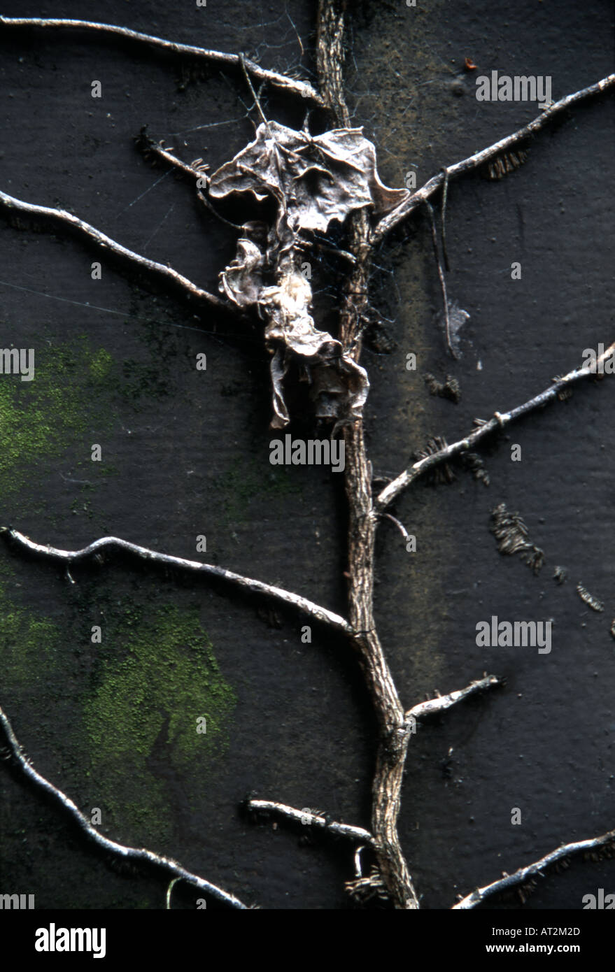 Dead creeping ivy hi-res stock photography and images - Alamy