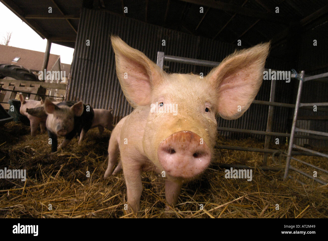 Organically reared pig in southern England Picture by Andrew Hasson May ...