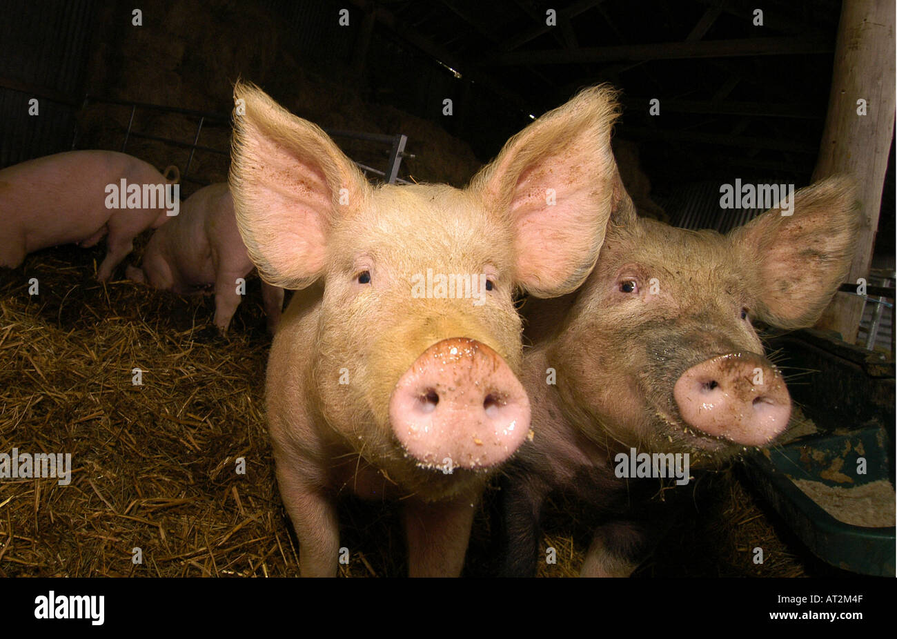 Organically reared pig in southern England Picture by Andrew Hasson May ...