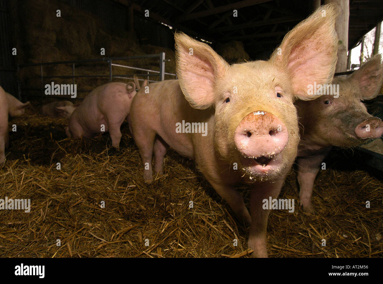 Organically reared pig in southern England Picture by Andrew Hasson May ...