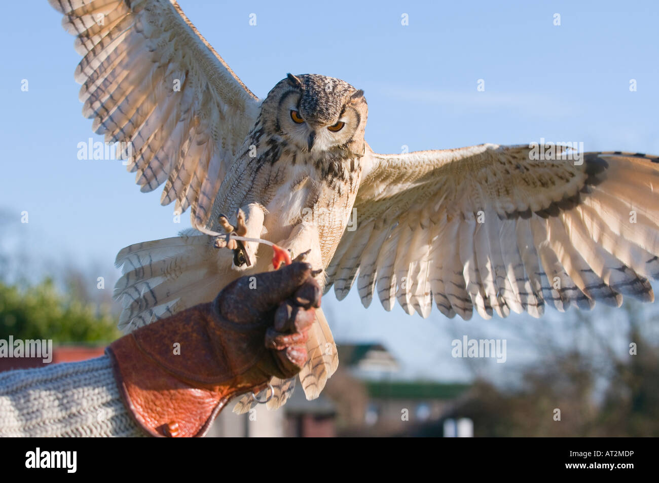 Flying Indian Eagle