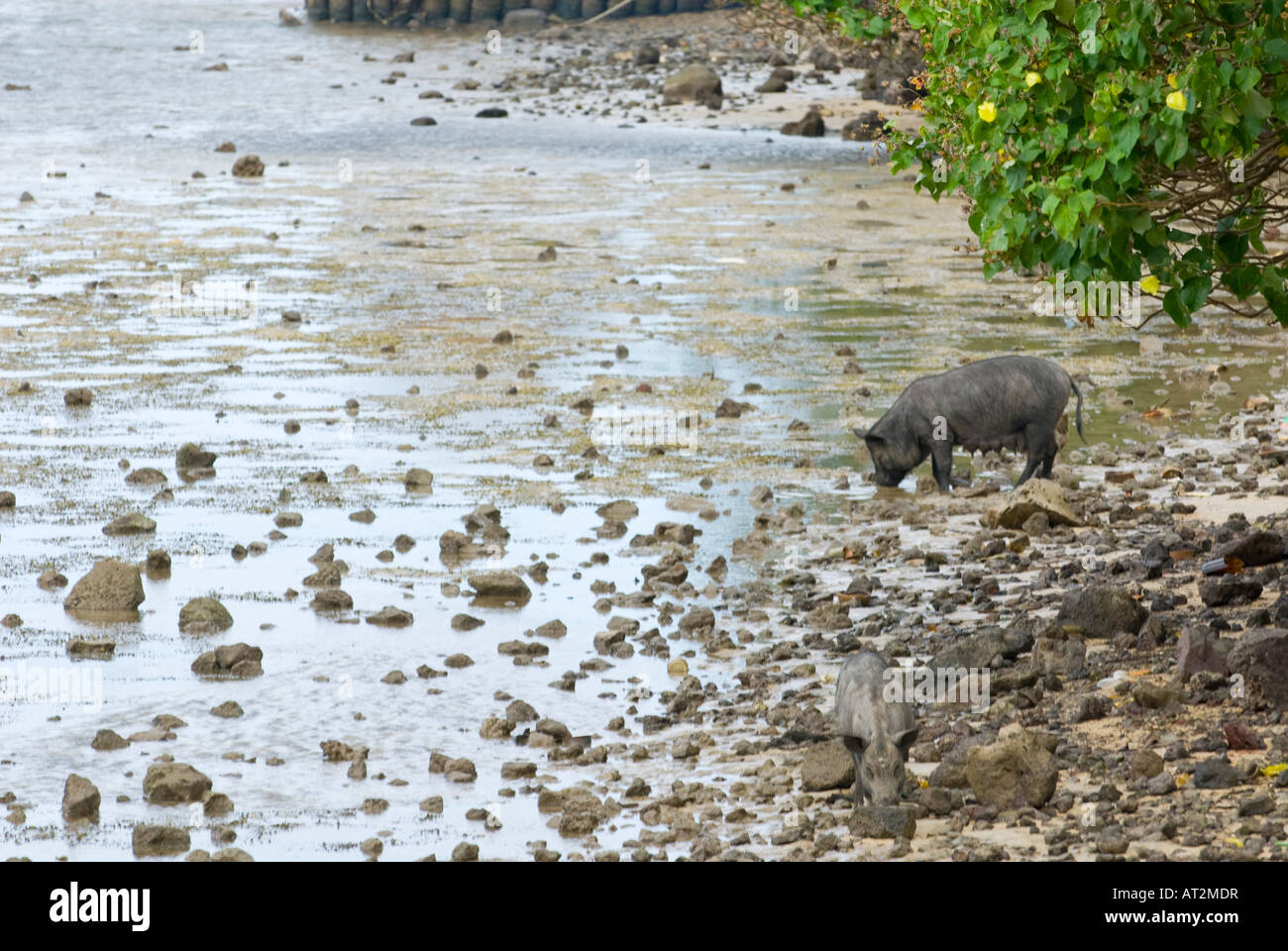 Samoan pig hi-res stock photography and images - Alamy