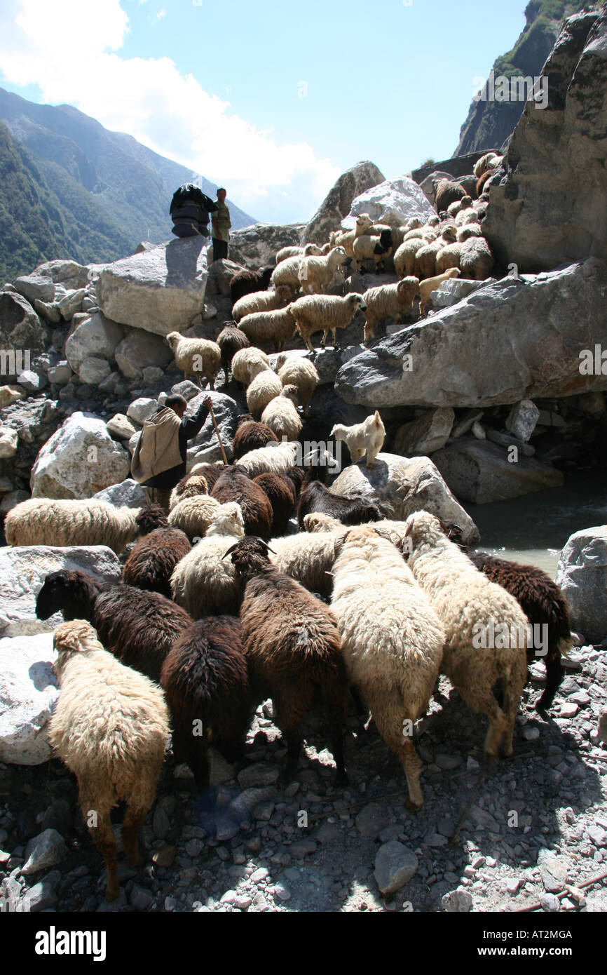Shepherds and sheep hi-res stock photography and images - Alamy